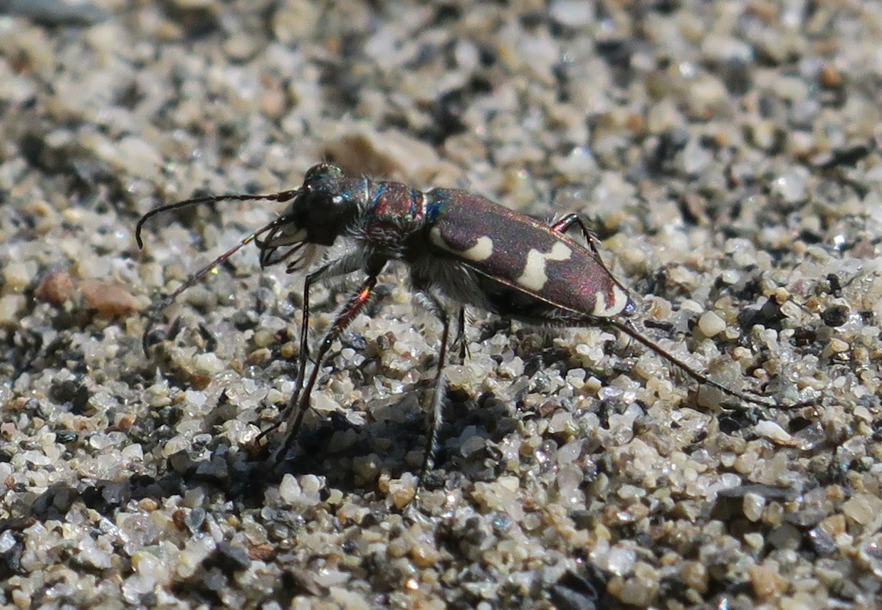 MidNat - Truede og fremmede arter langs Gaula