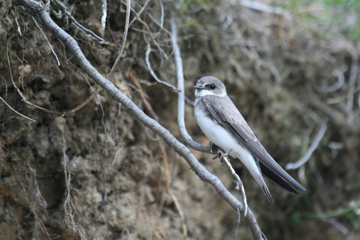 MidNat - Tiltaksrettet kartlegging av sandsvale