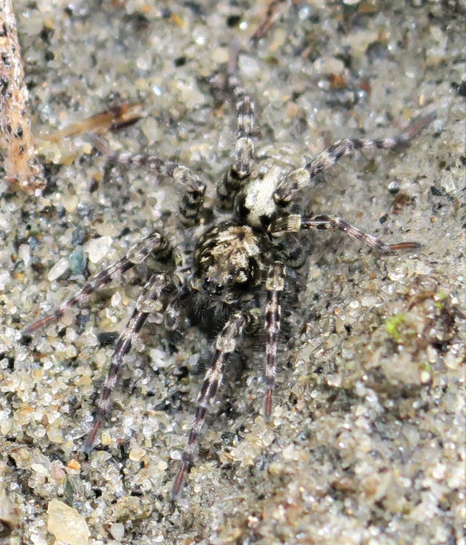 MidNat - Truede og fremmede arter langs Gaula