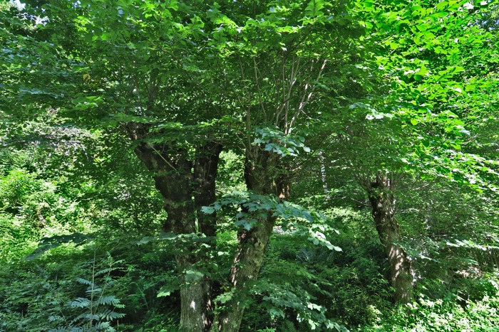 MidNat - Styva alm og høstingsskog